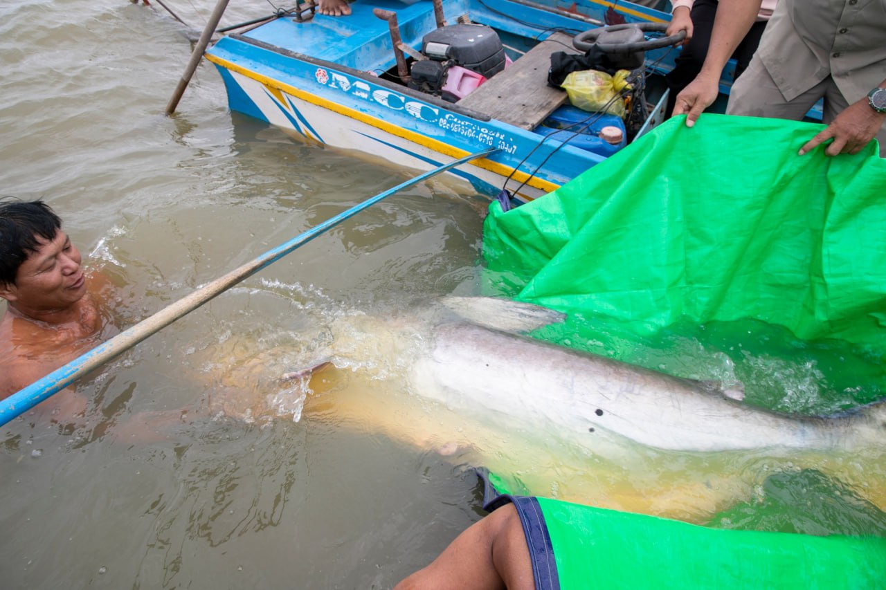 ភ្នំពេញ ប៉ុស្ដិ៍ | Post Khmer | ប្រជានេសាទប្រគល់ត្រីរាជទម្ងន់ជិត១០០គ.ក ...
